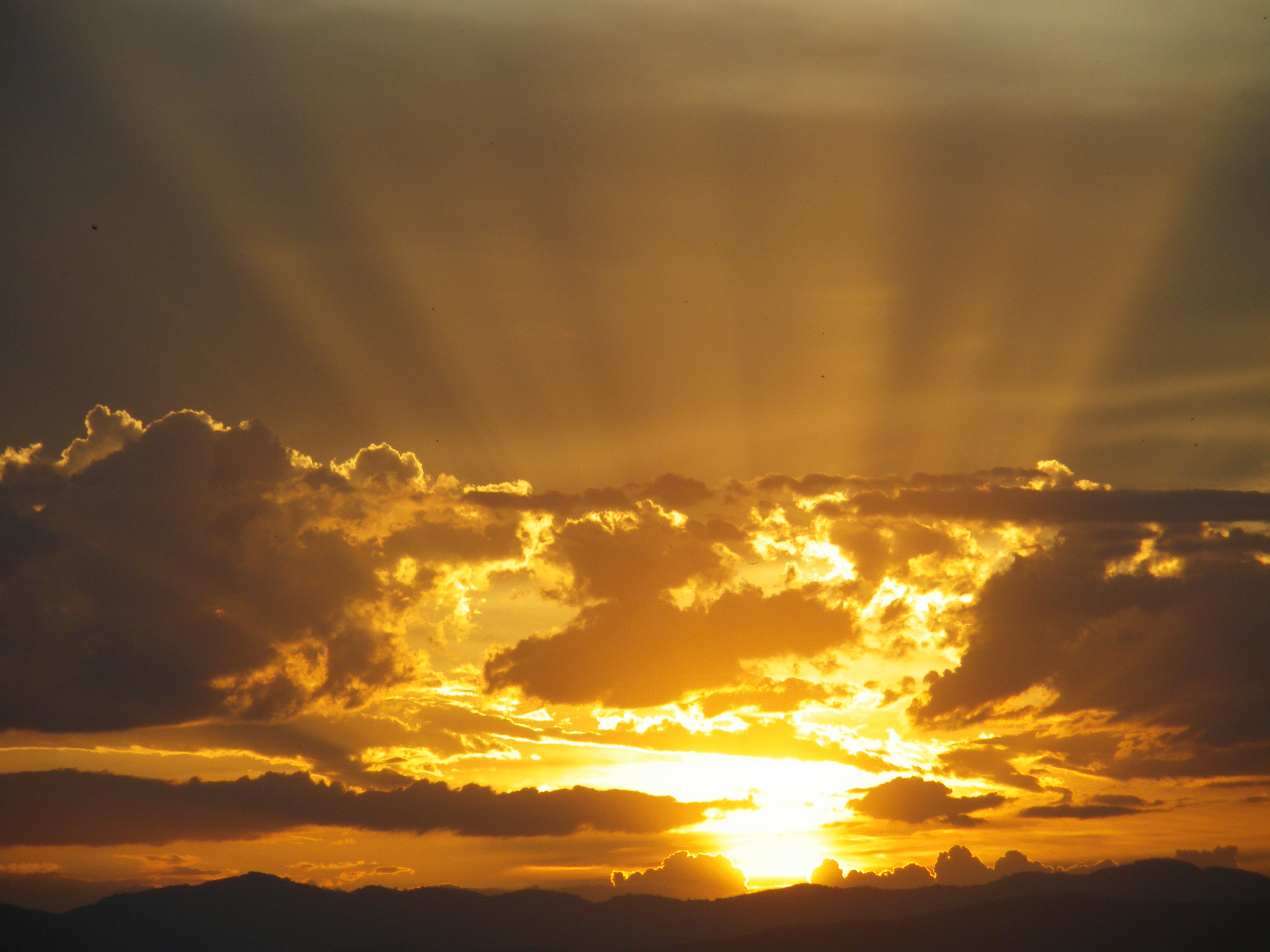 Archival Website for Peter Bentley – A digital record of the work of ...